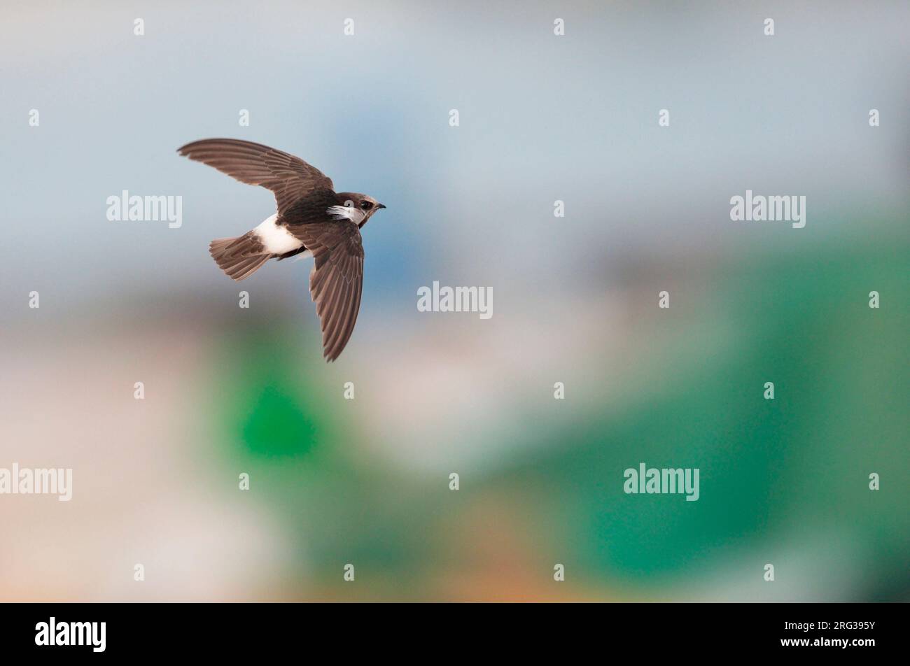 Little Swift (Apus affinis) in flight in Spain. Carrying a feather in ...