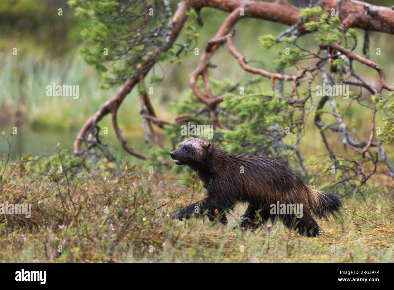 Wolverine walking hi-res stock photography and images - Alamy