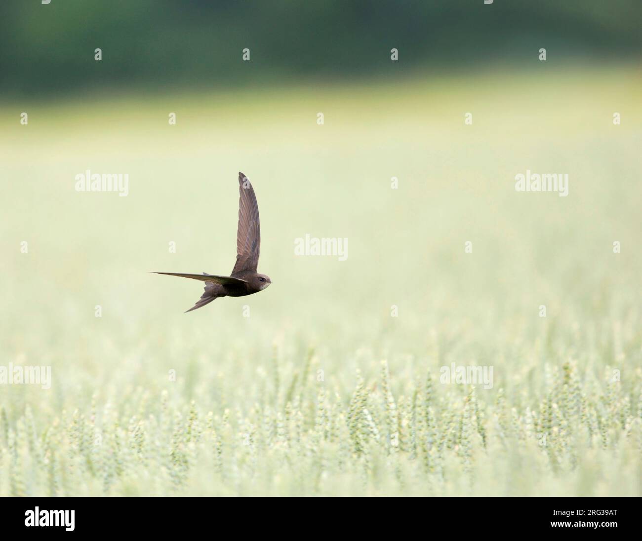 Common Swift (Apus apus) in the Netherlands. Flying low over a wheat ...