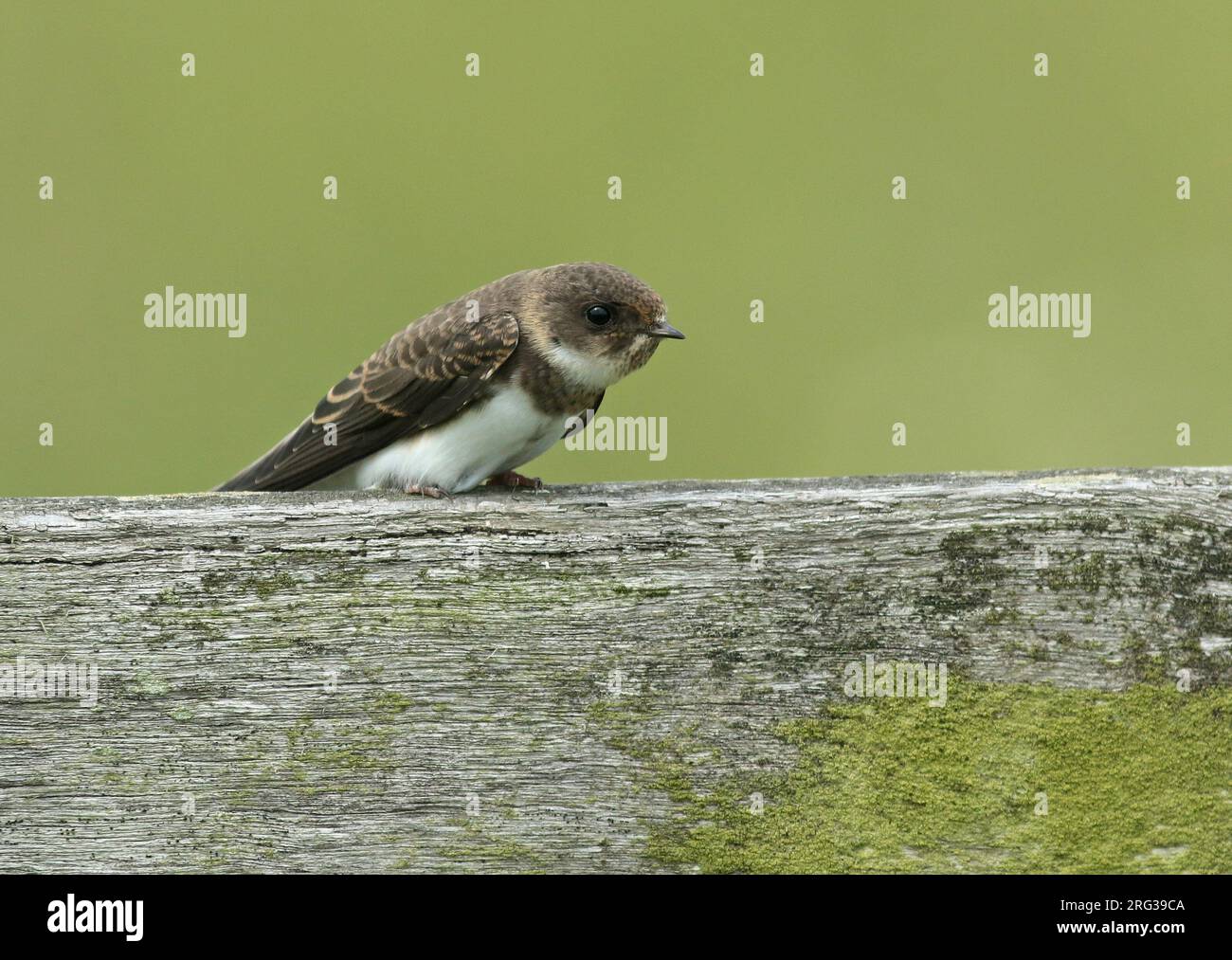 Sand martin on a fence hi-res stock photography and images - Alamy