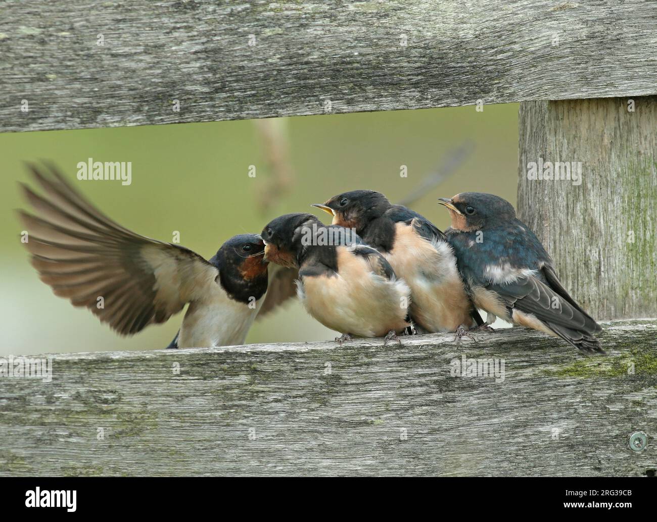 Barn swallows on the fence hi-res stock photography and images - Alamy