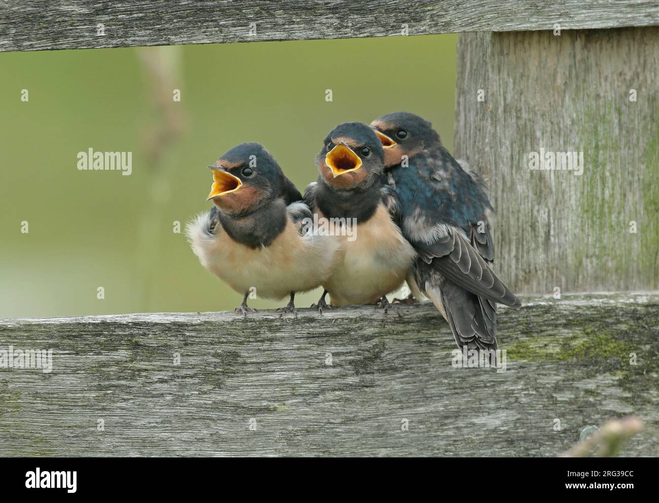 Barn swallows on the fence hi-res stock photography and images - Alamy