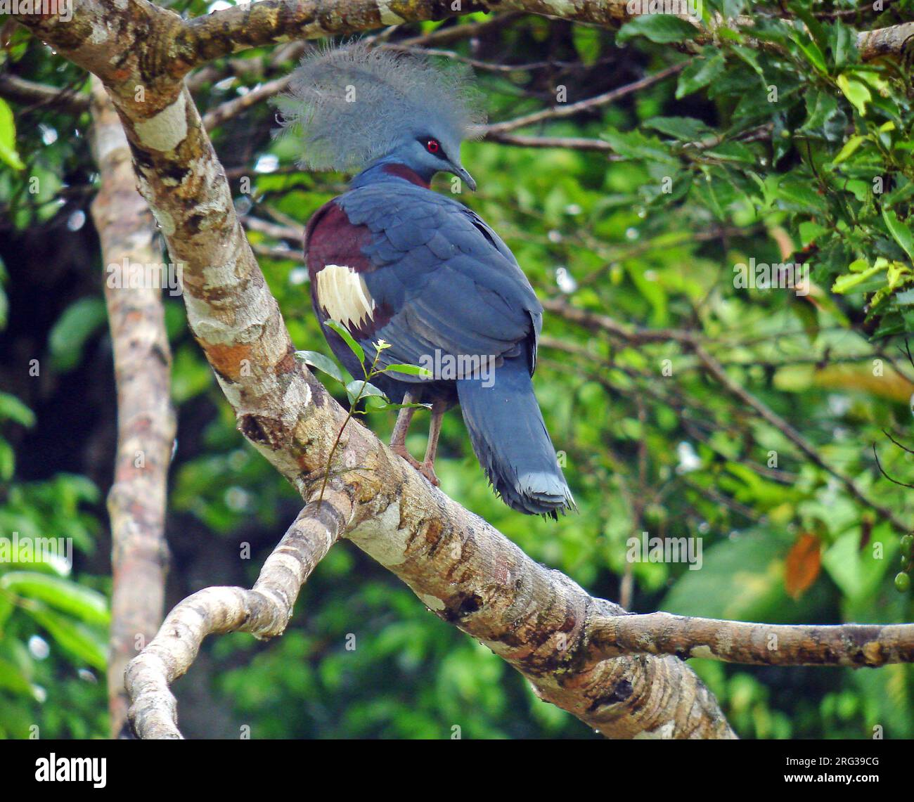 Adult Scheepmaker's Crowned Pigeon (Goura scheepmakeri), also known as ...