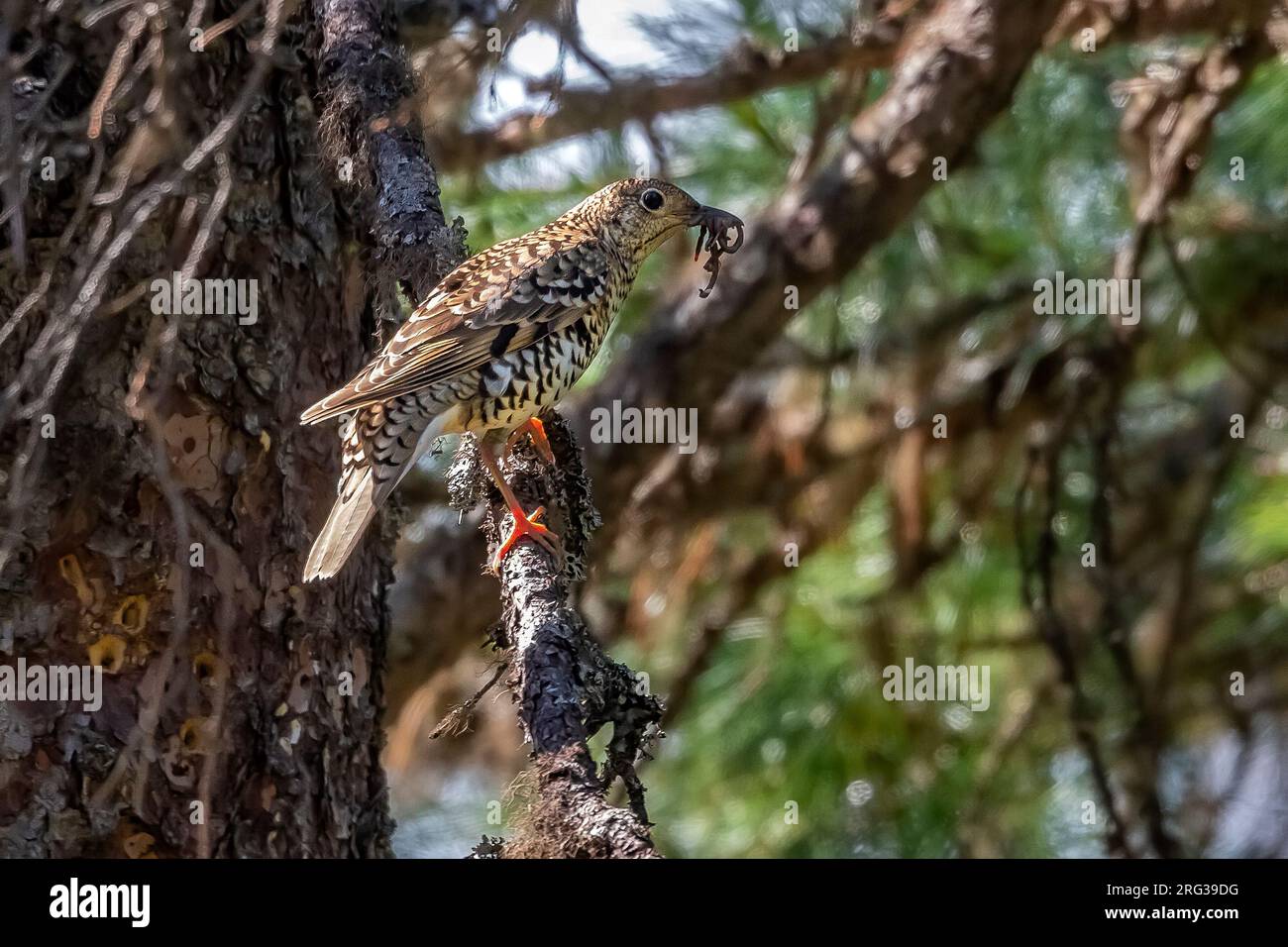 One of the very rare thrush species hi-res stock photography and images ...
