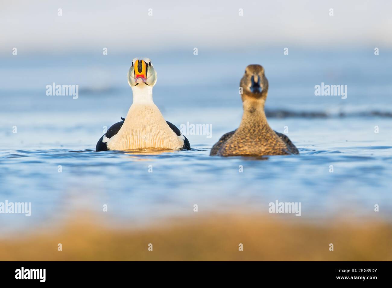 Male and female King Eider (Somateria spectabilis) on the arctic tundra ...