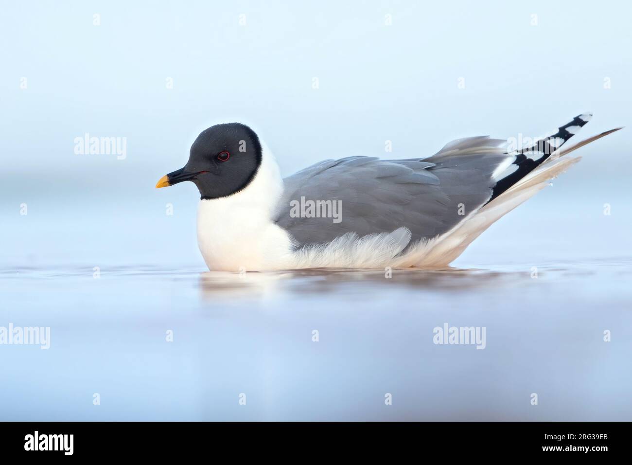 Adult Sabine's Gull (Xema sabini) on the arctic tundra near Barrow in ...