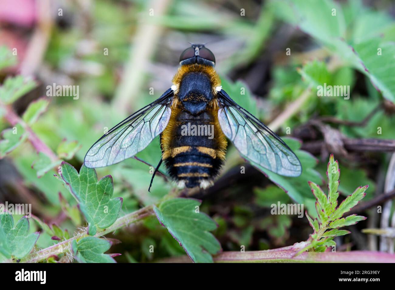 Villa diptera hi-res stock photography and images - Alamy