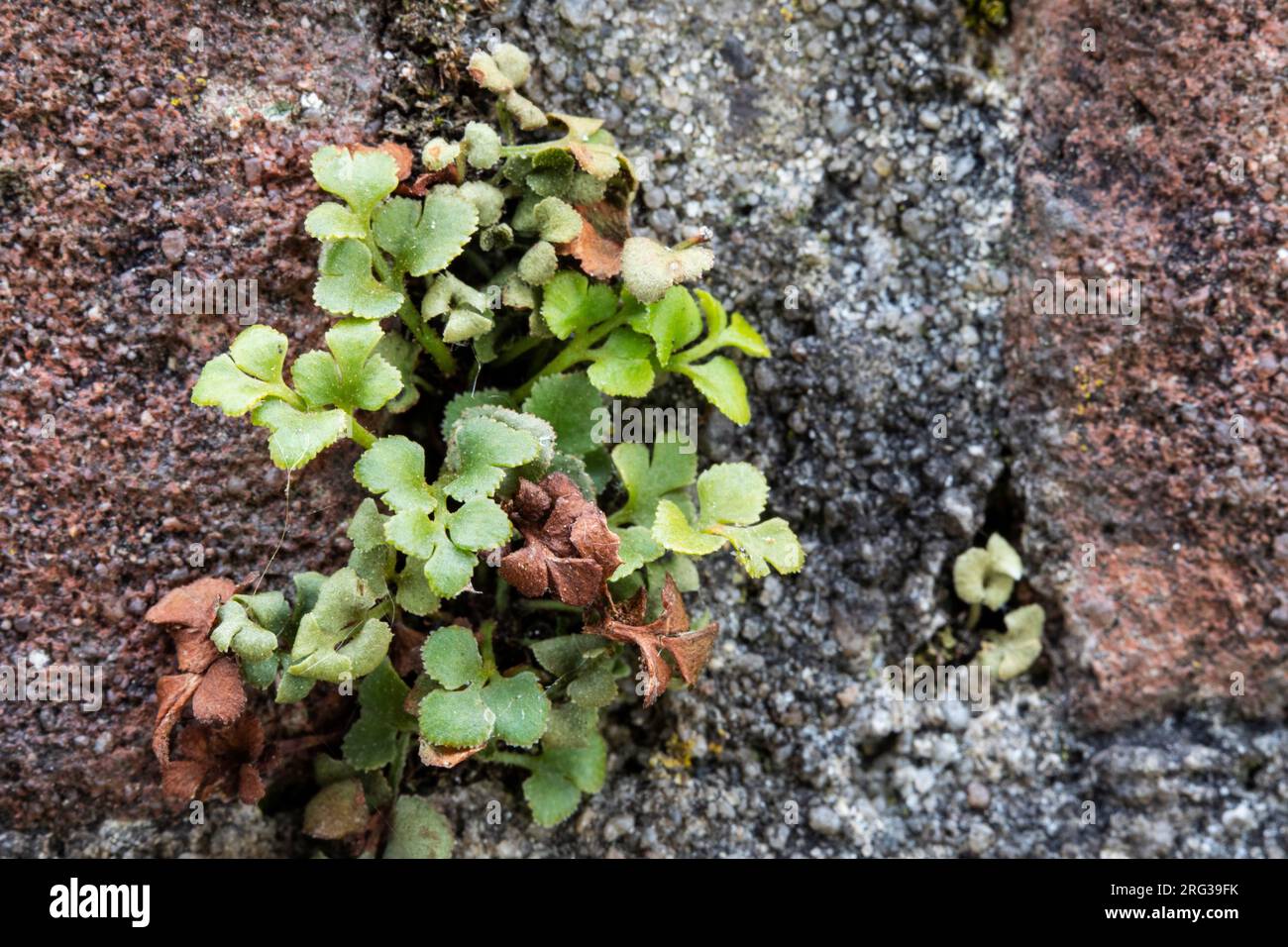 Wall-rue, Asplenium ruta-muraria Stock Photo - Alamy