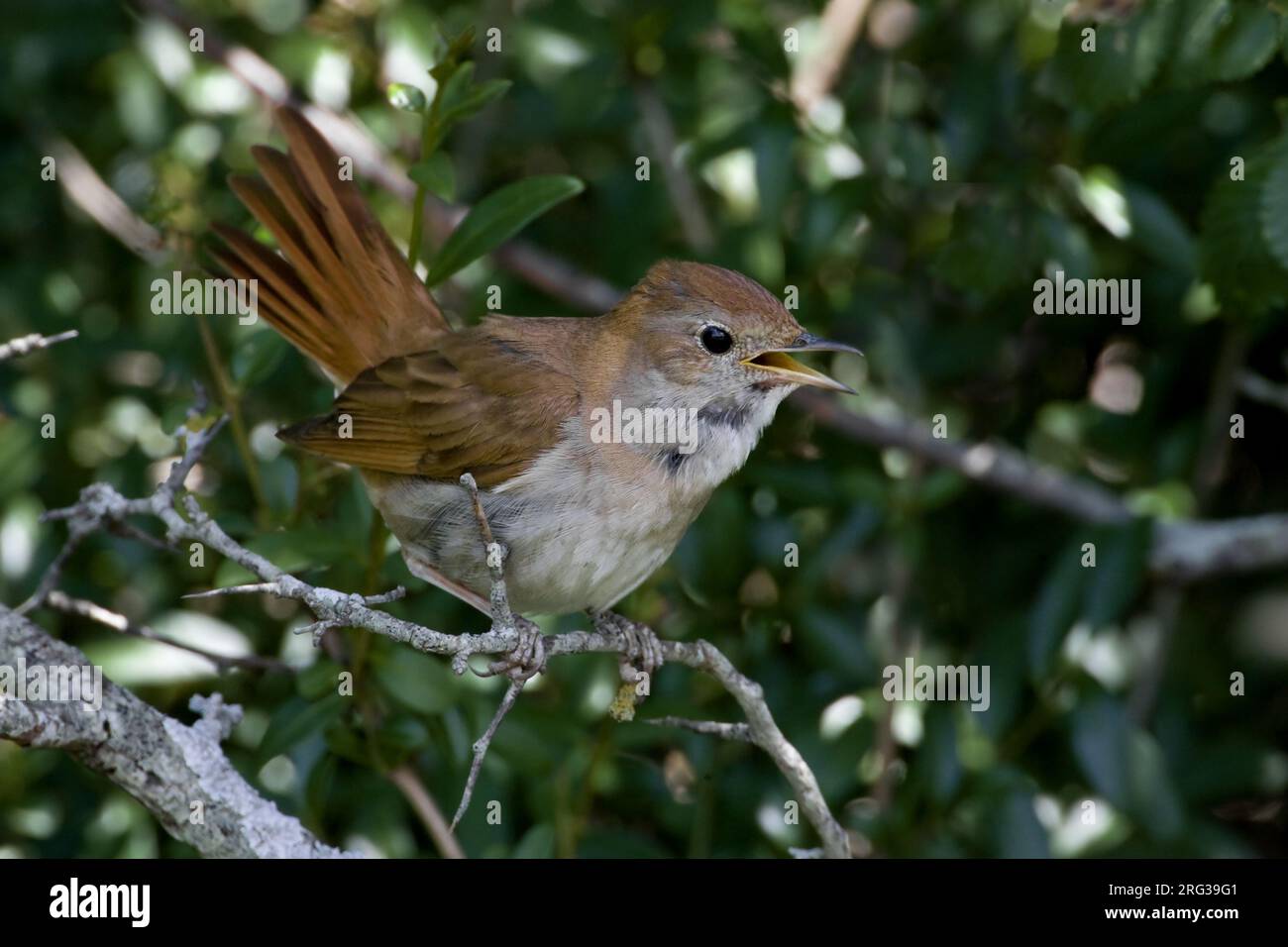 Common Nightingale singing; Nachtegaal zingend Stock Photo - Alamy