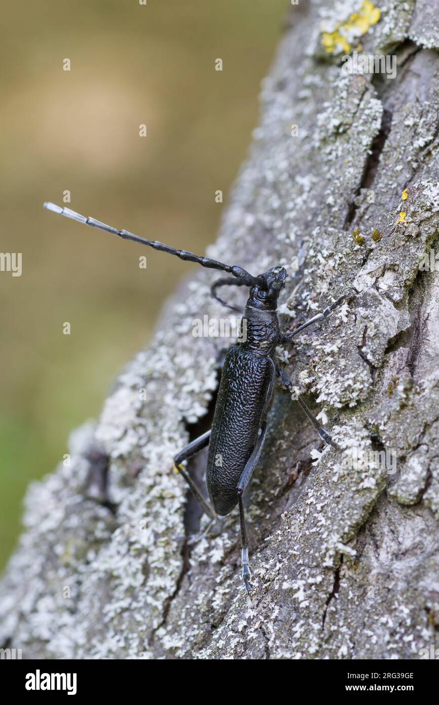 Aantasting van bomen hi-res stock photography and images - Alamy