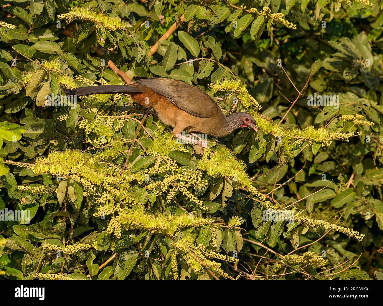 Chaco Chachalaca, Ortalis canicollis pantanalensis perched in a tree in ...