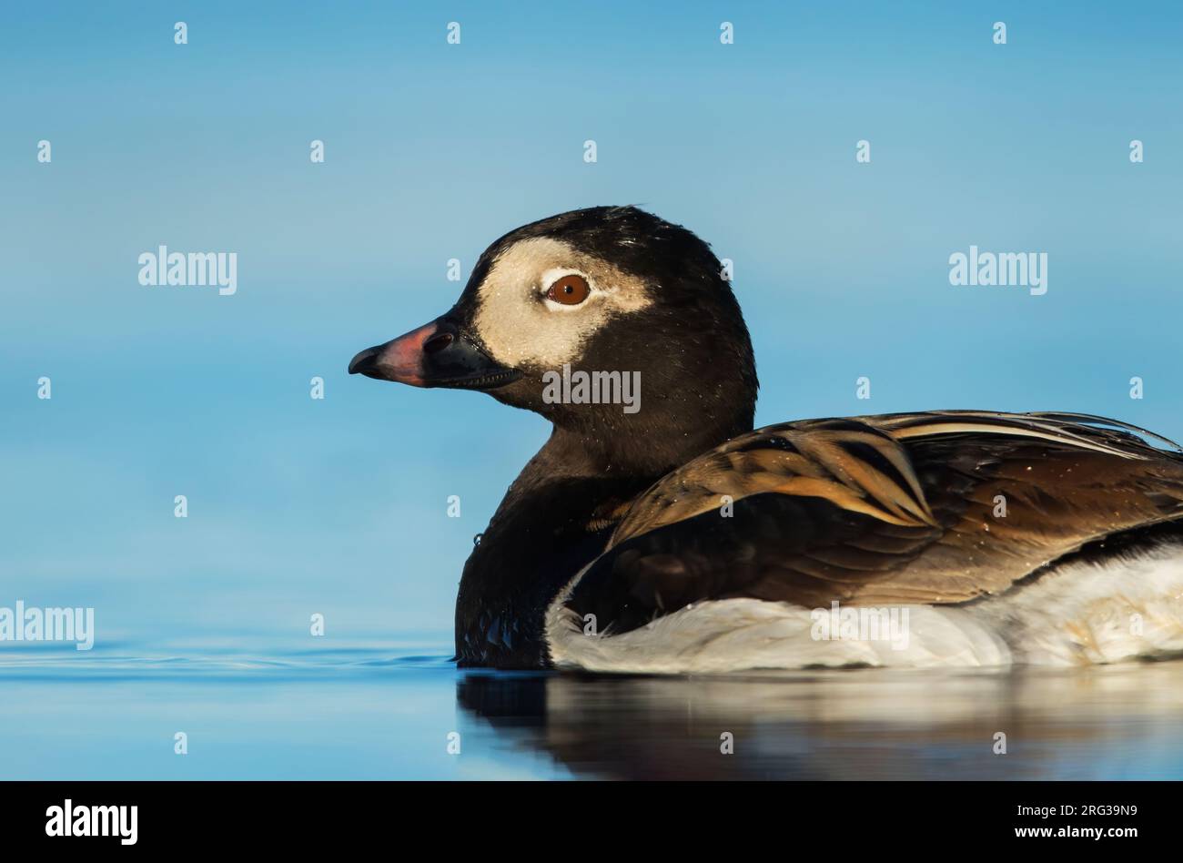 Adult male Long-tailed Duck (Clangula hyemalis ) in breeding plumage ...