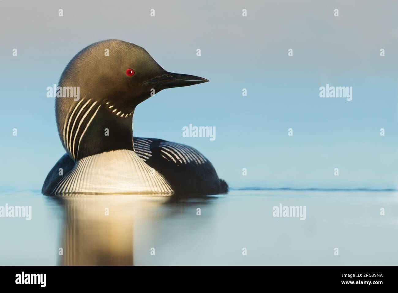 Adult Pacific Loon (Gavia pacifica ) Swimming on an lagoon in the ...