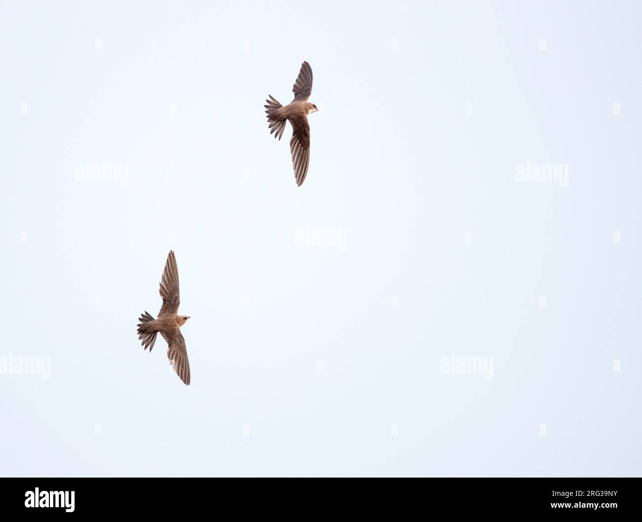 Alpine swift bird spain hi-res stock photography and images - Alamy