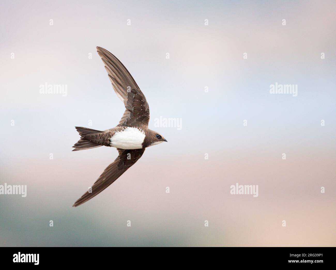 Alpine Swift (Apus melba) in flight in Spain Stock Photo - Alamy