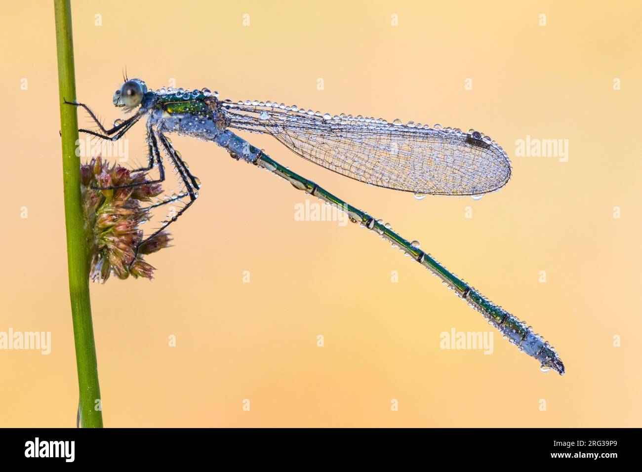 Common Emerald Damselfly, Lestes sponsa Stock Photo - Alamy