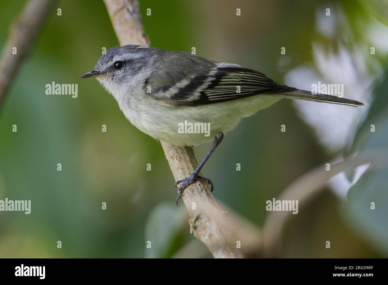 White tailed tyrannulet hi-res stock photography and images - Alamy