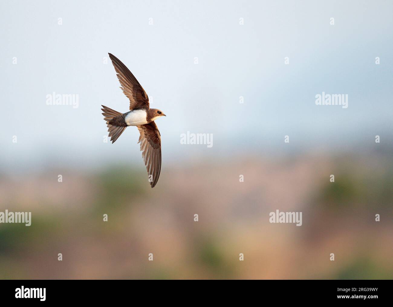 Alpine Swift (Apus melba) in flight in Spain Stock Photo - Alamy