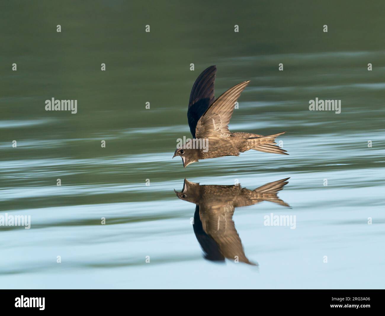 Arial feeder hi-res stock photography and images - Alamy