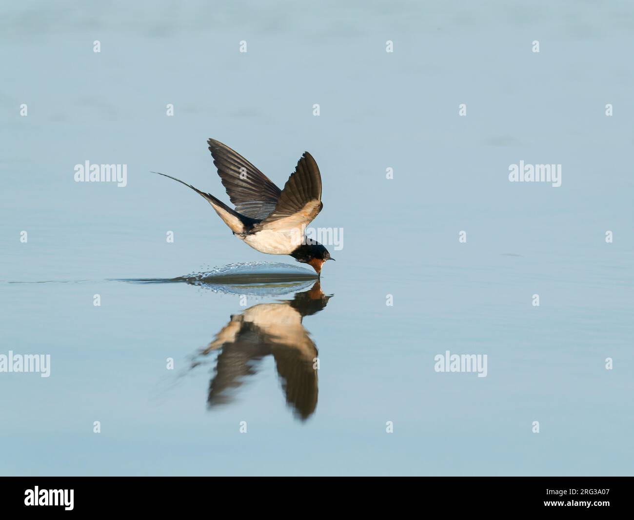 Drinking flying Barn Swallow (Hirundo rustica) low and with high speed ...