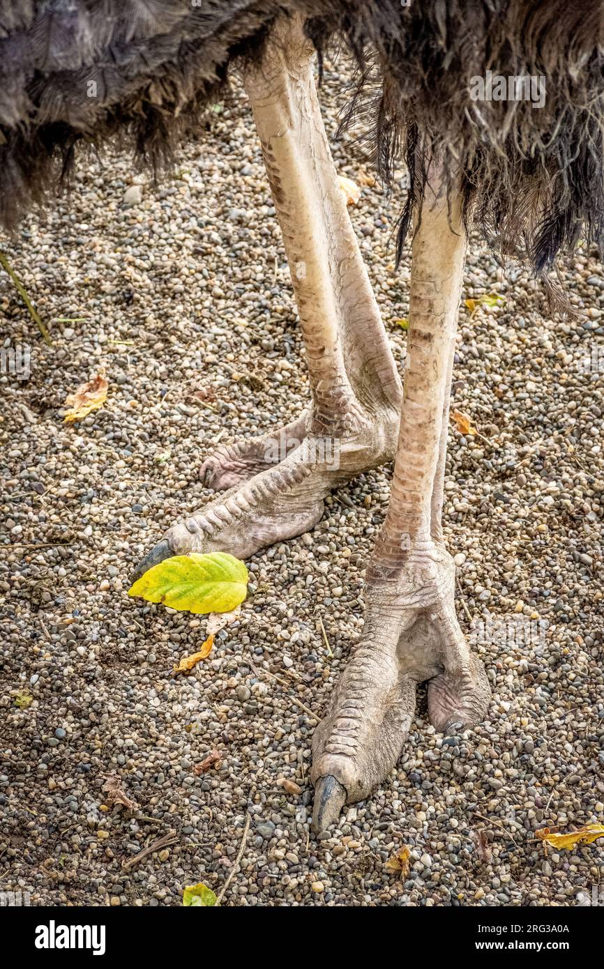 Animals legs hi-res stock photography and images - Alamy