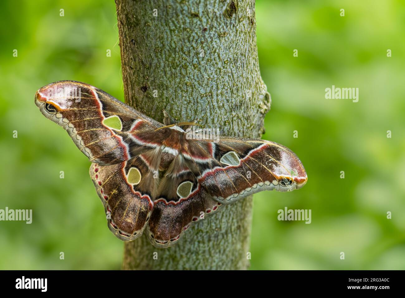 emperor moth - Rothschildia lebeau, large beautiful colored moth from ...