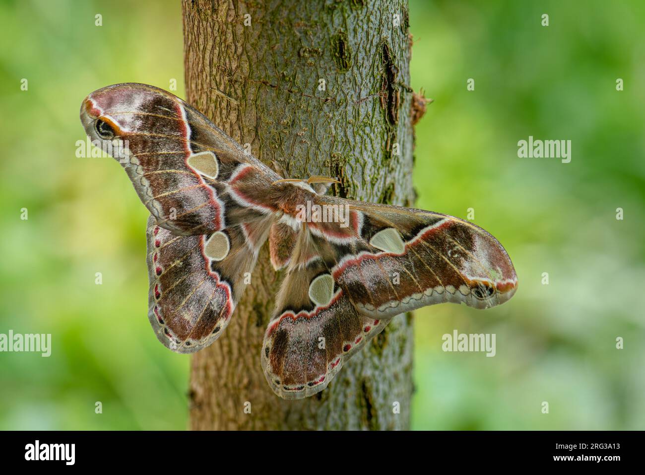 emperor moth - Rothschildia lebeau, large beautiful colored moth from ...