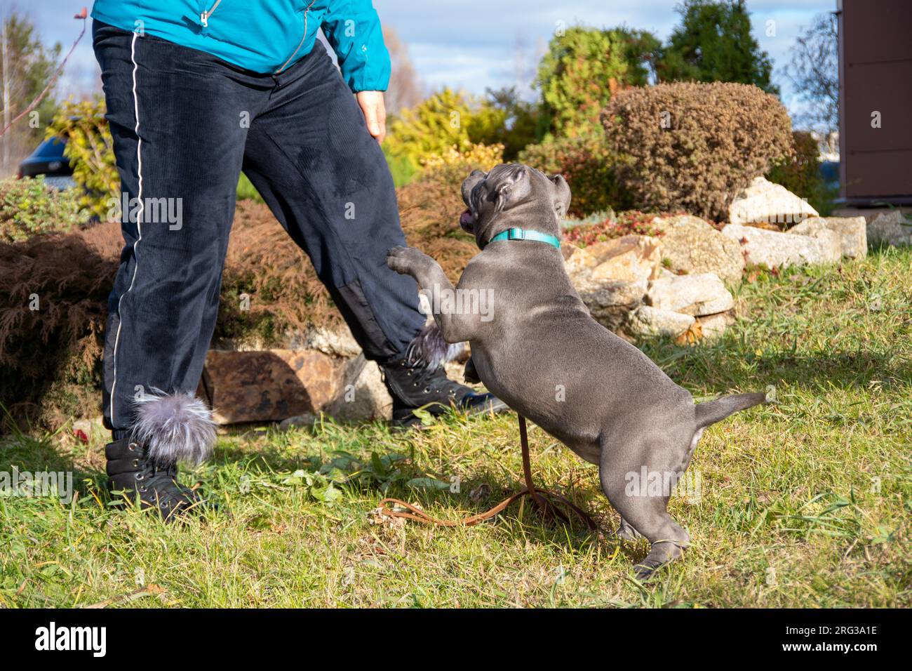 Portrait of an American Bully puppy sitting next to the owner, breeder ...