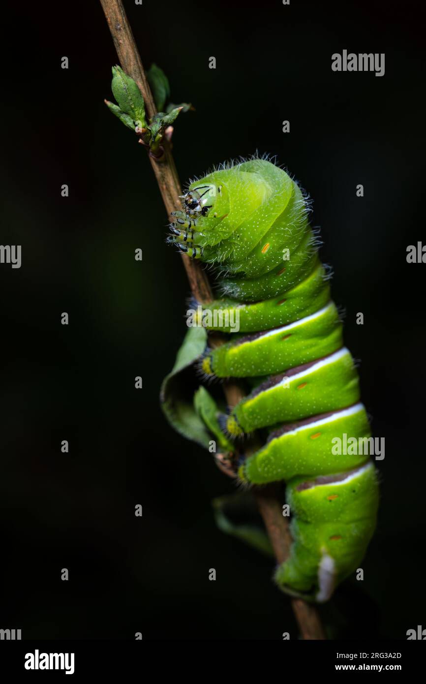 emperor moth - Rothschildia lebeau, large beautiful colored moth from ...