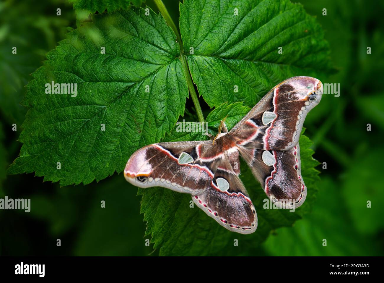 emperor moth - Rothschildia lebeau, large beautiful colored moth from ...