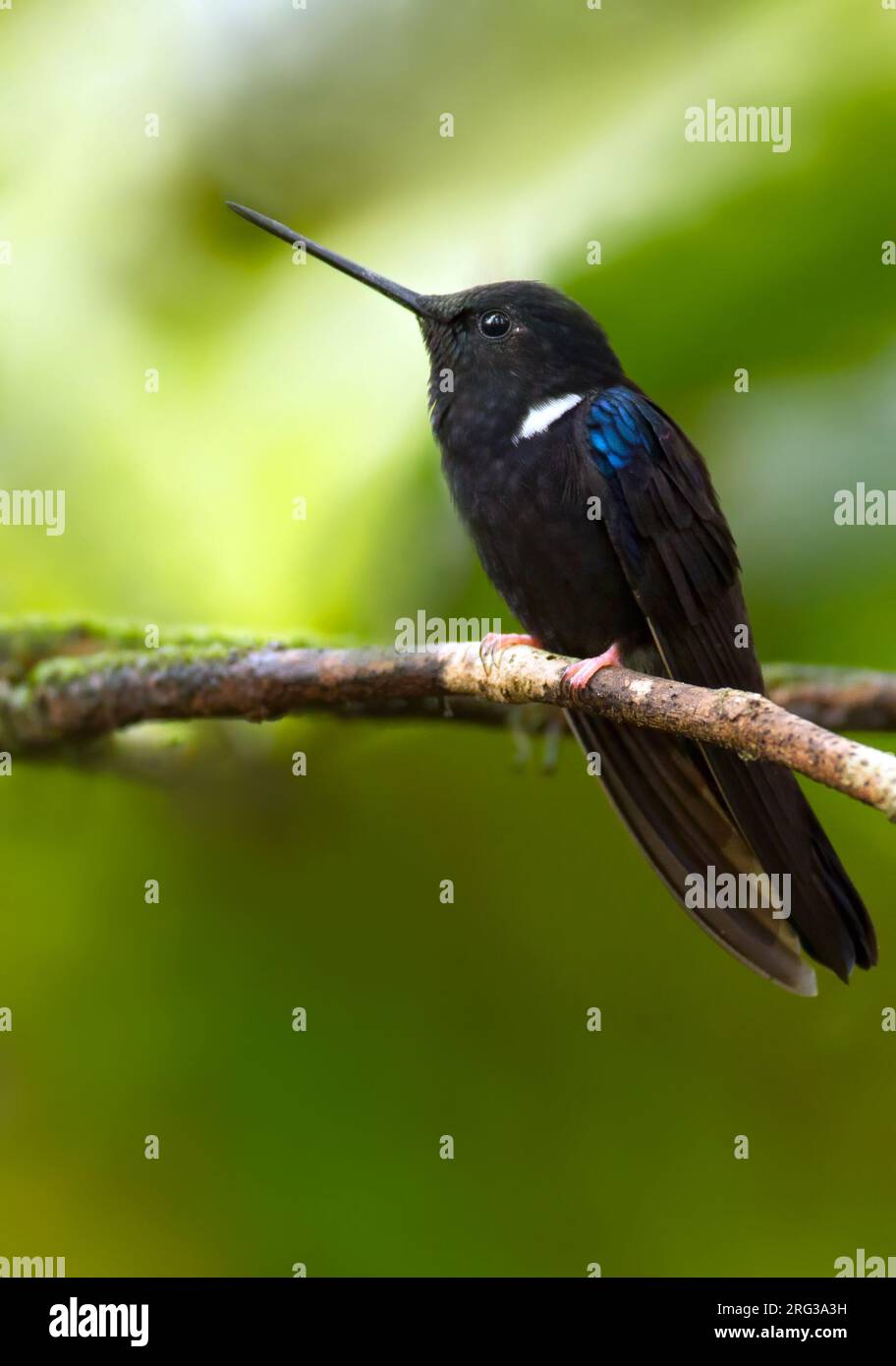 Black inca hi-res stock photography and images - Alamy