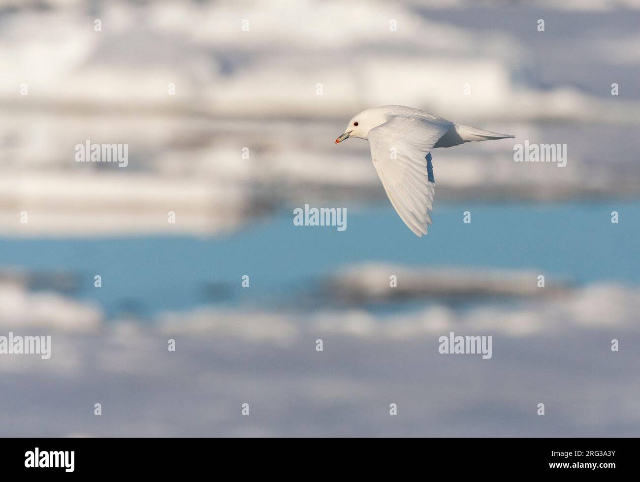 Adult Ivory Gull (Pagophila eburnea) on Svalbard, arctic Norway Stock ...