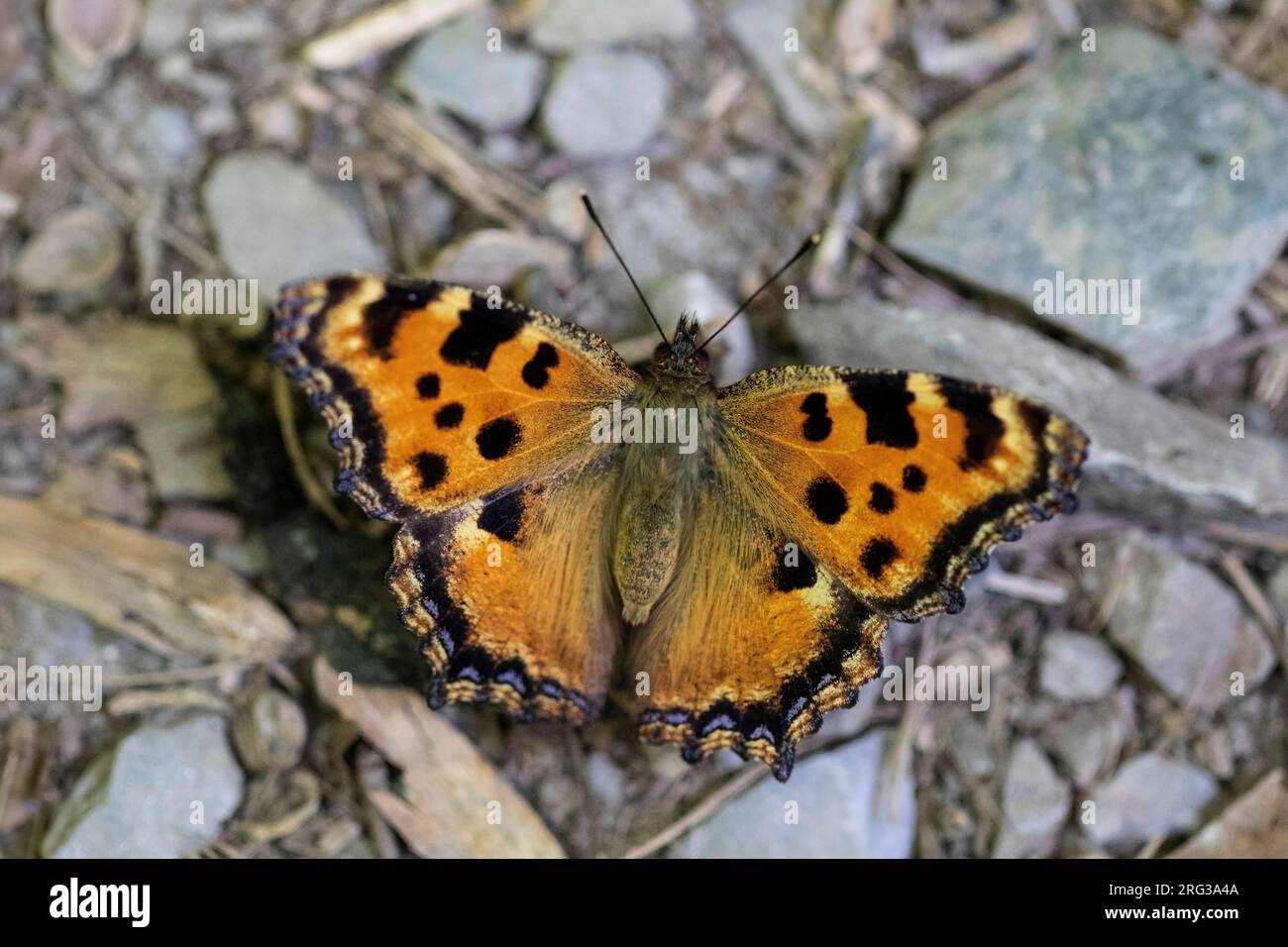Blackleg tortoiseshell hi-res stock photography and images - Alamy