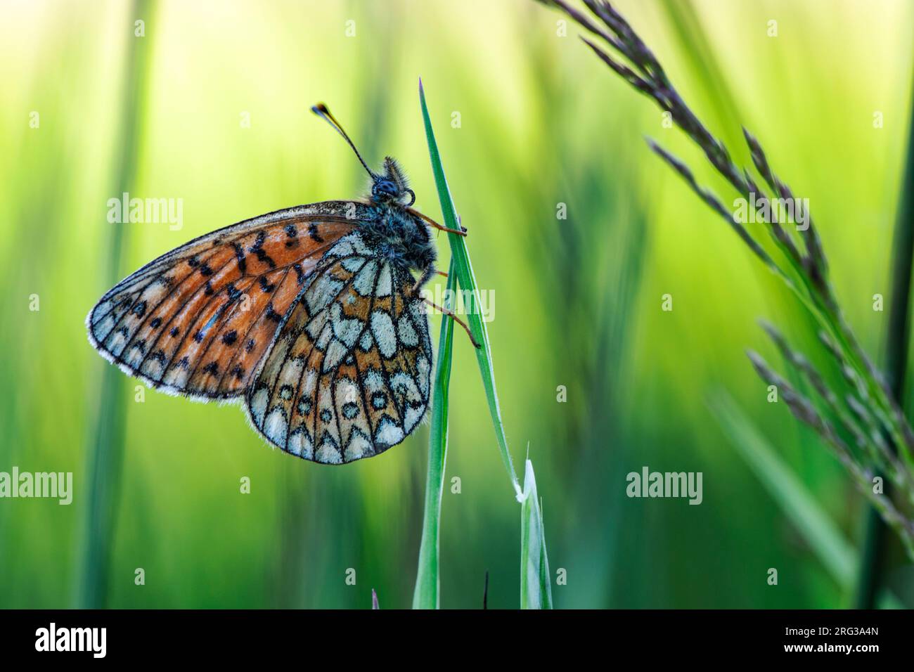 Bog Fritillary, Ringoogparelmoervlinder, Boloria eunomia Stock Photo ...