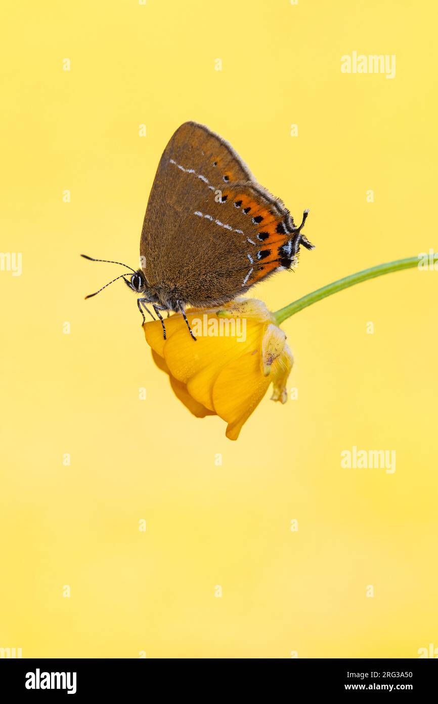 Pruimenpage hi-res stock photography and images - Alamy