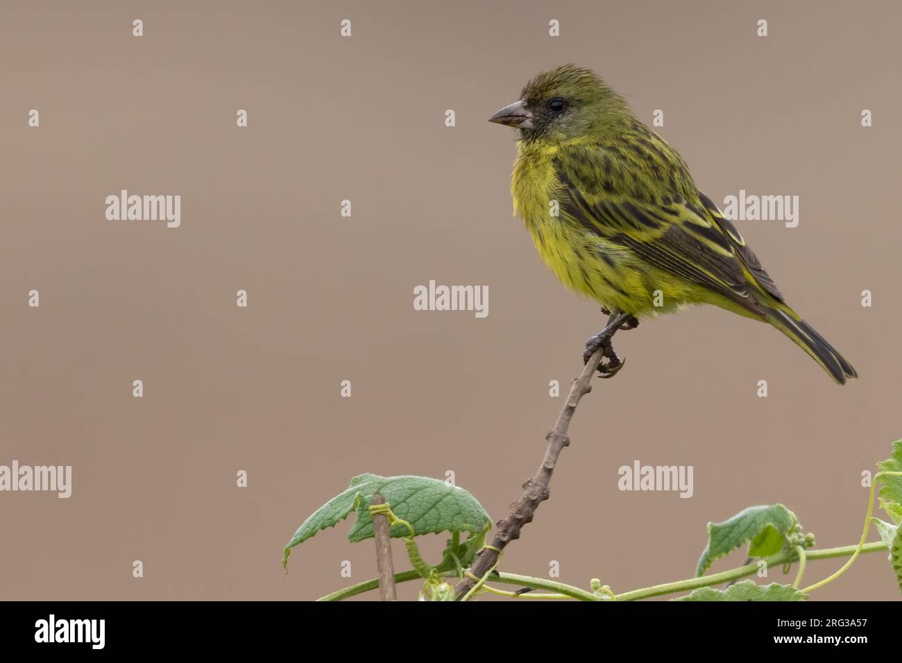 The african citril hi-res stock photography and images - Alamy