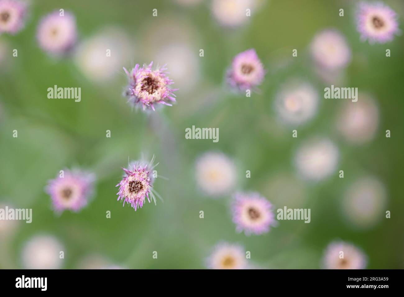 Blue Fleabane, Erigeron acris Stock Photo - Alamy