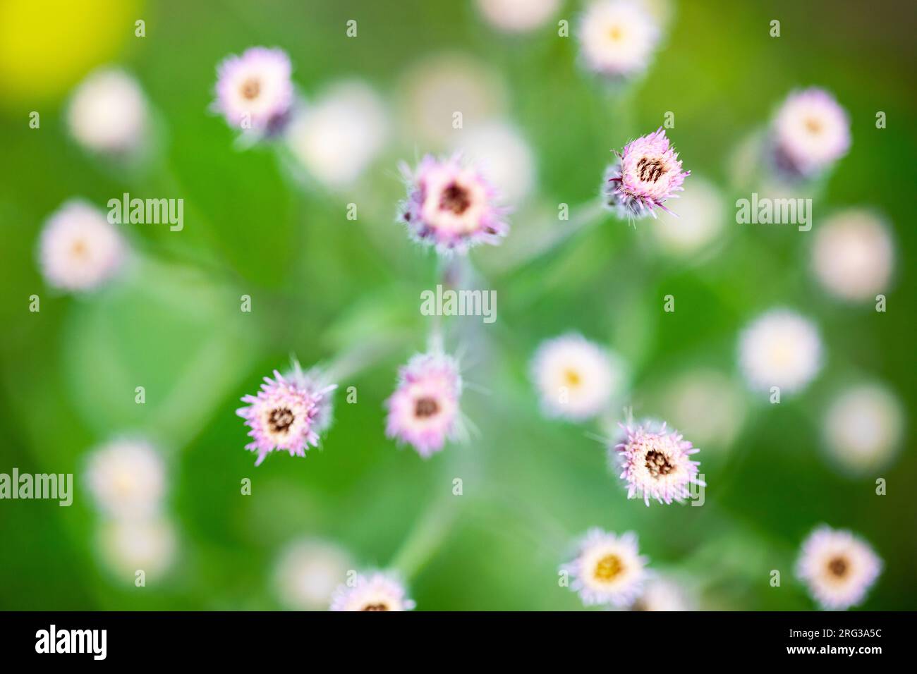 Blue Fleabane, Erigeron acris Stock Photo - Alamy