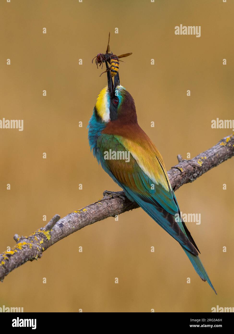 Bijeneter met prooi, European Bee-eater with prey Stock Photo - Alamy