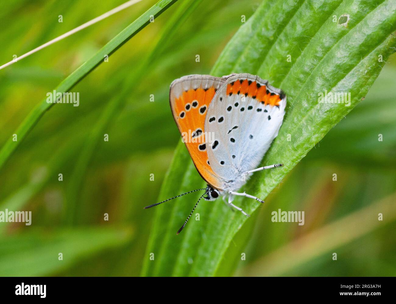 Dutch Large Copper (Lycaena dispar batava) in the Netherlands. Endemic ...
