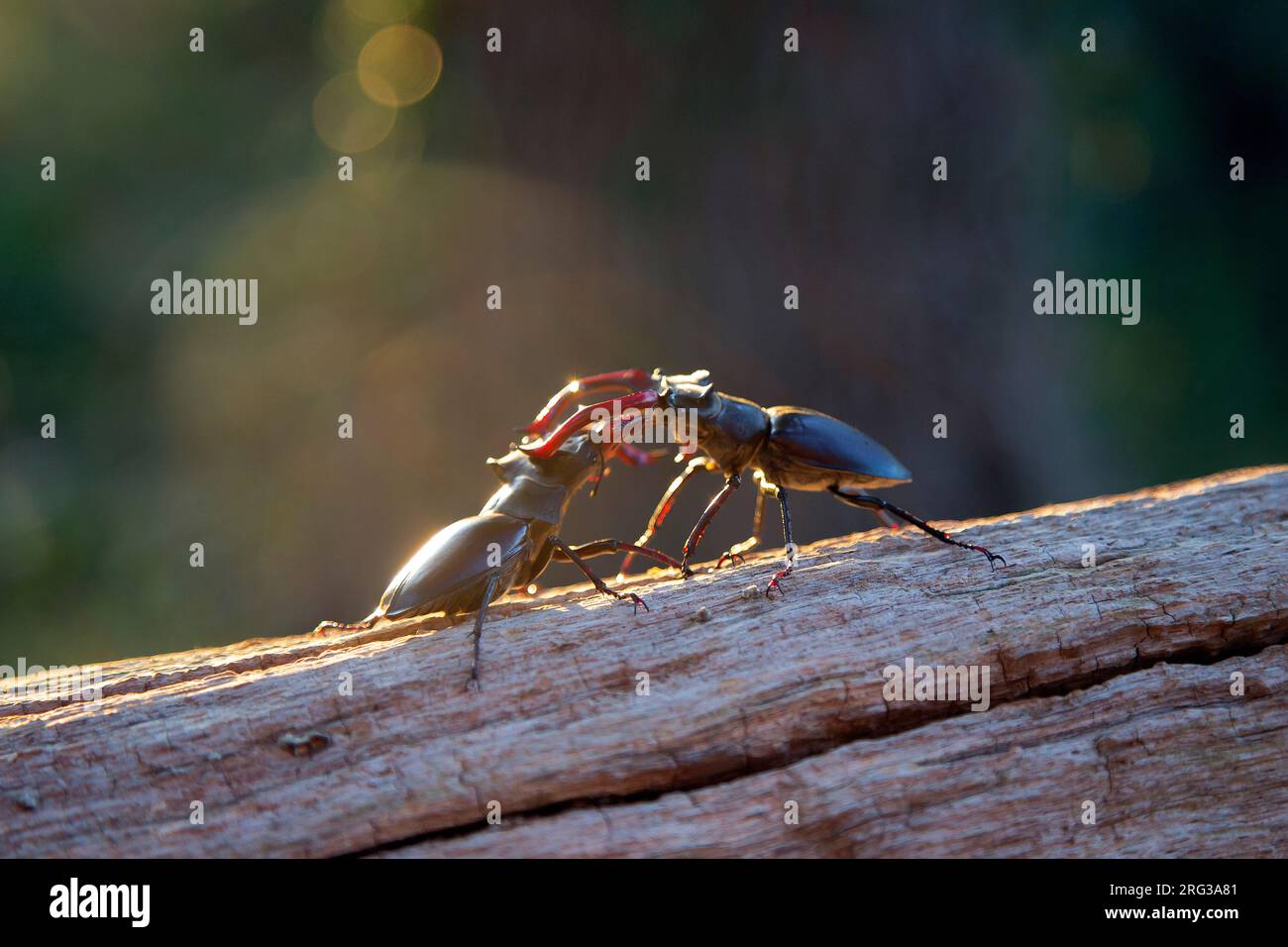 Stag Beetle (Lucanus cervus) in woodland in the Netherlands. Two ...