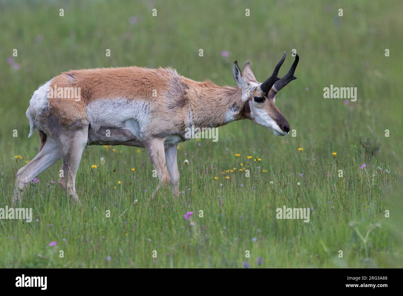 North american pronghorn antilocapra americana hi-res stock photography ...