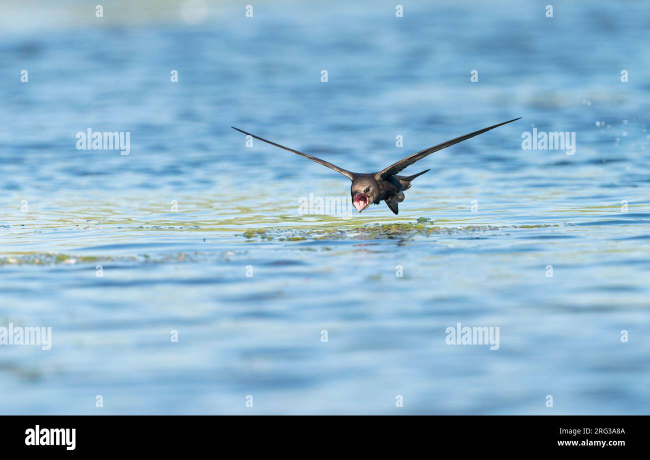 Drinking Common Swift (Apus apus) flying low and with high speed above ...