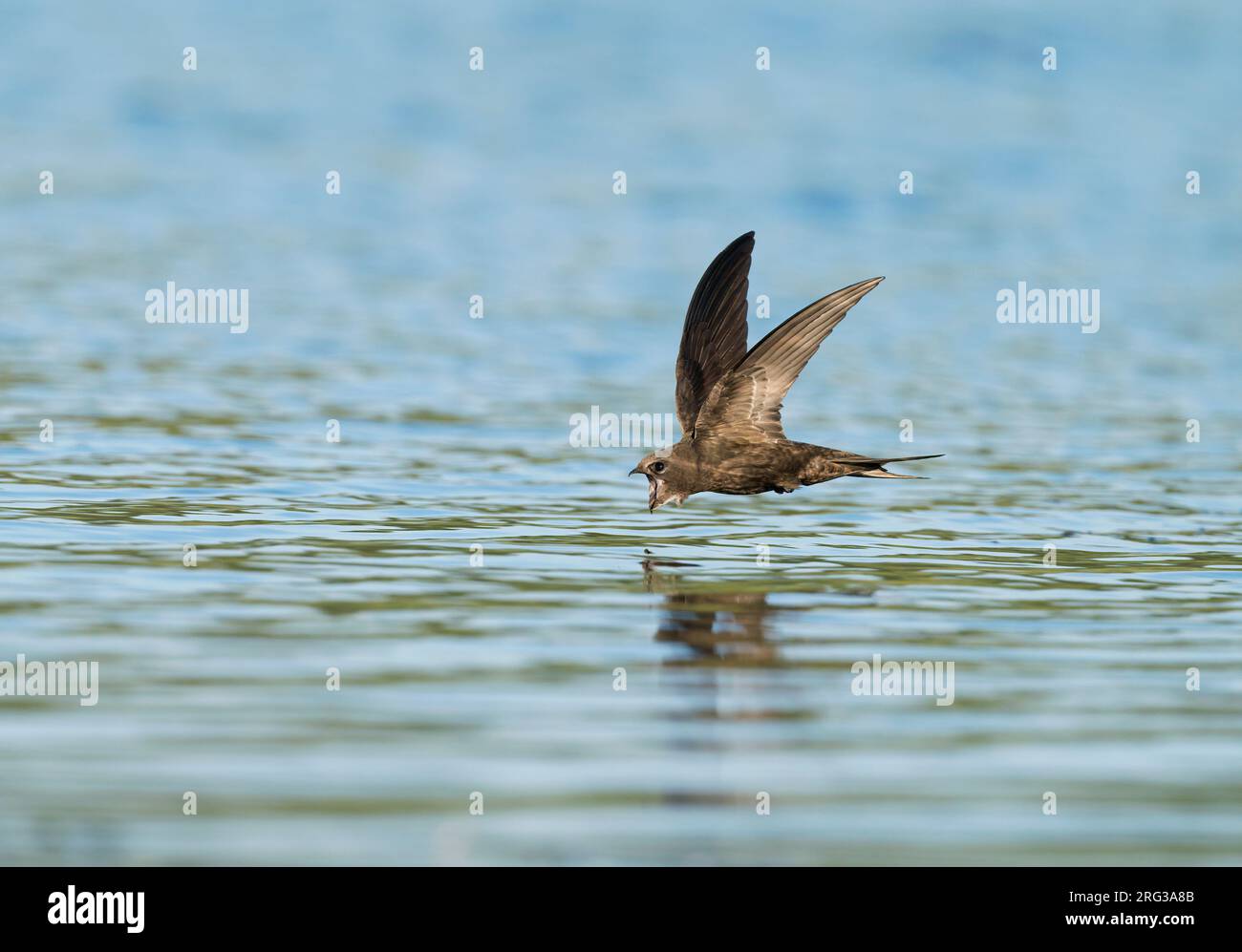 Drinking Common Swift (Apus apus) flying low and with high speed above ...