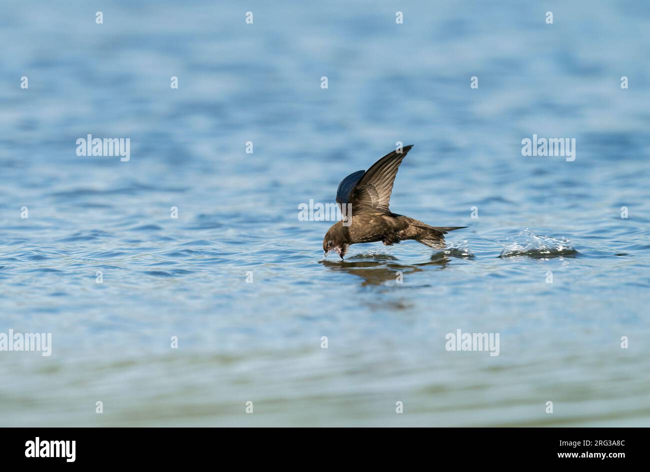 Drinking Common Swift (Apus apus) flying low and with high speed above ...