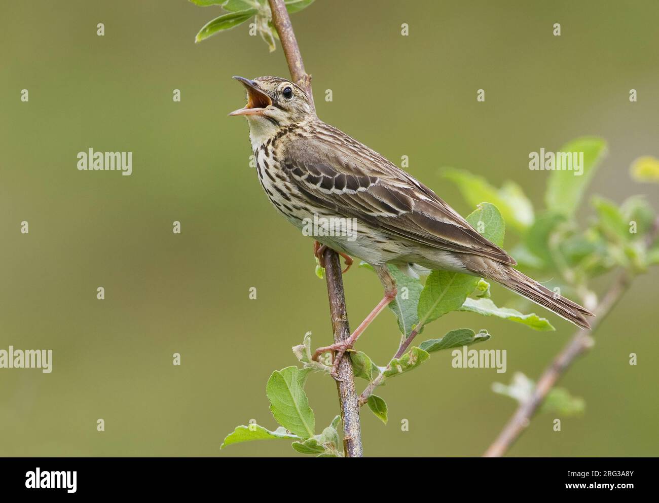 Adult male Tree Pipit (Anthus trivialis) sitting in a tree in Italy ...