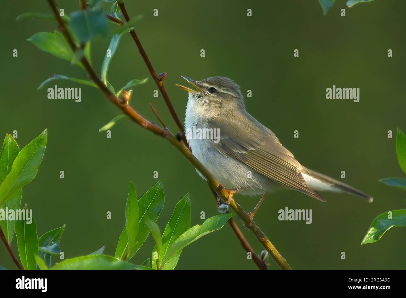 Arctic Warbler (Phylloscopus borealis), side view of male singing in a ...