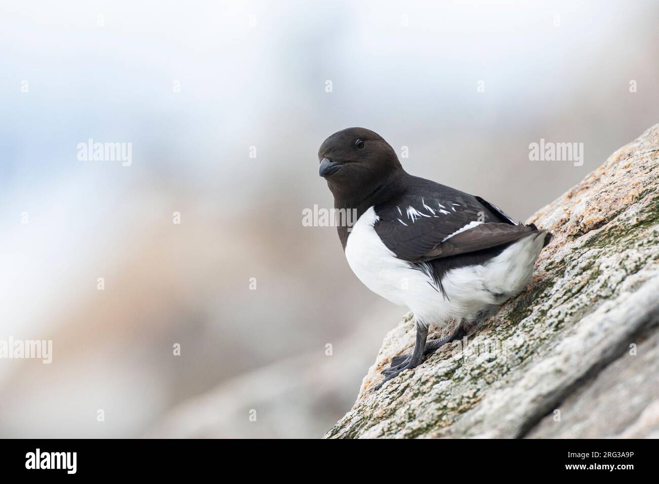 Little Auk (Alle alle) during summer season on Spitsbergen in arctic ...