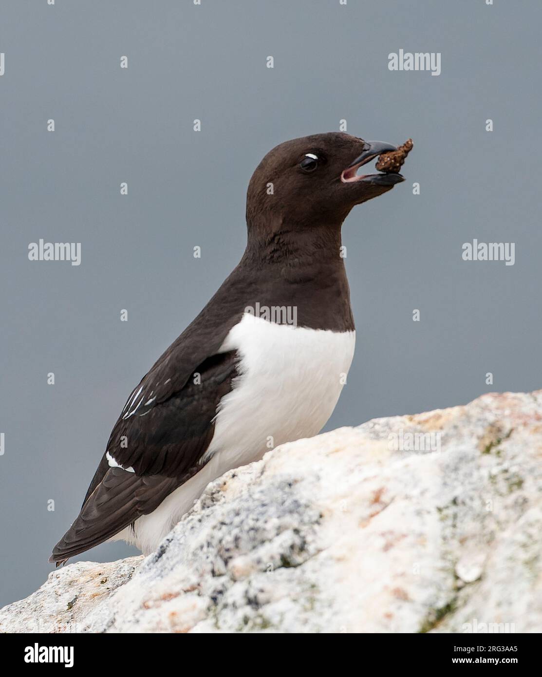 Little Auk (Alle alle) during summer on Spitsbergen, arctic Norway ...