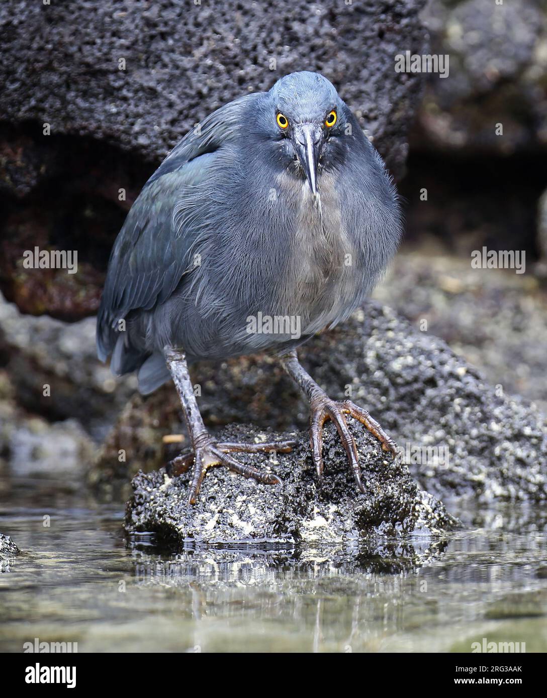 Lava Heron (Butorides sundevalli), also known as the Galápagos heron ...